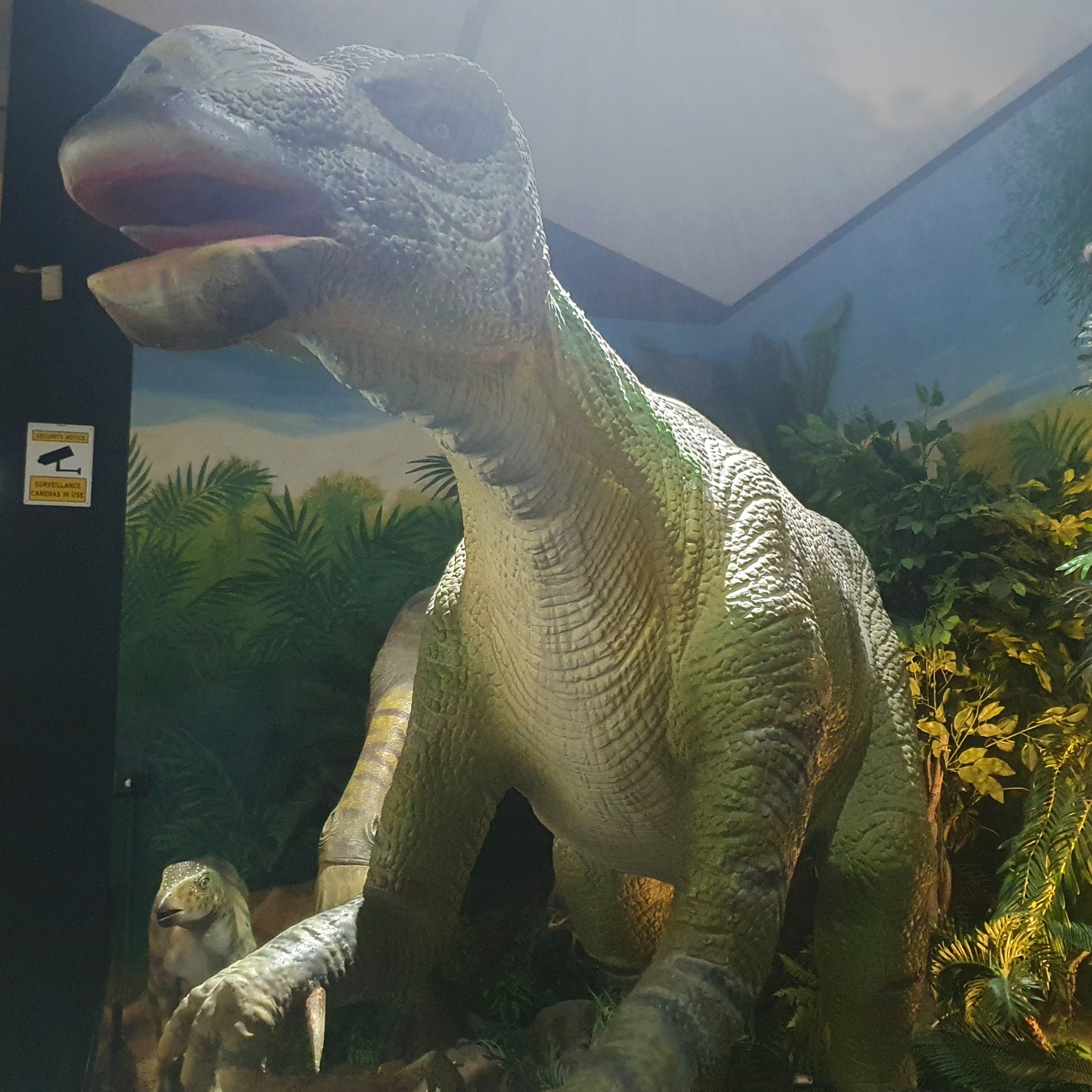 Looking back on Australia's unique history with dinosaurs - The Owl